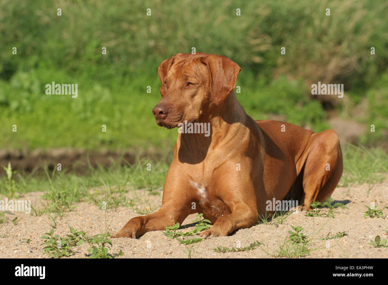 Rhodesian ridgeback livernose hi-res stock photography and images - Alamy