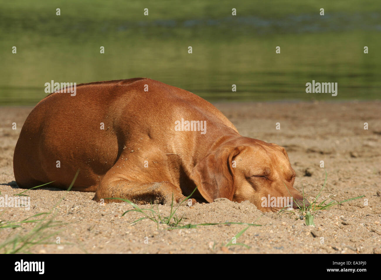 sleeping Rhodesian Ridgeback Stock Photo - Alamy