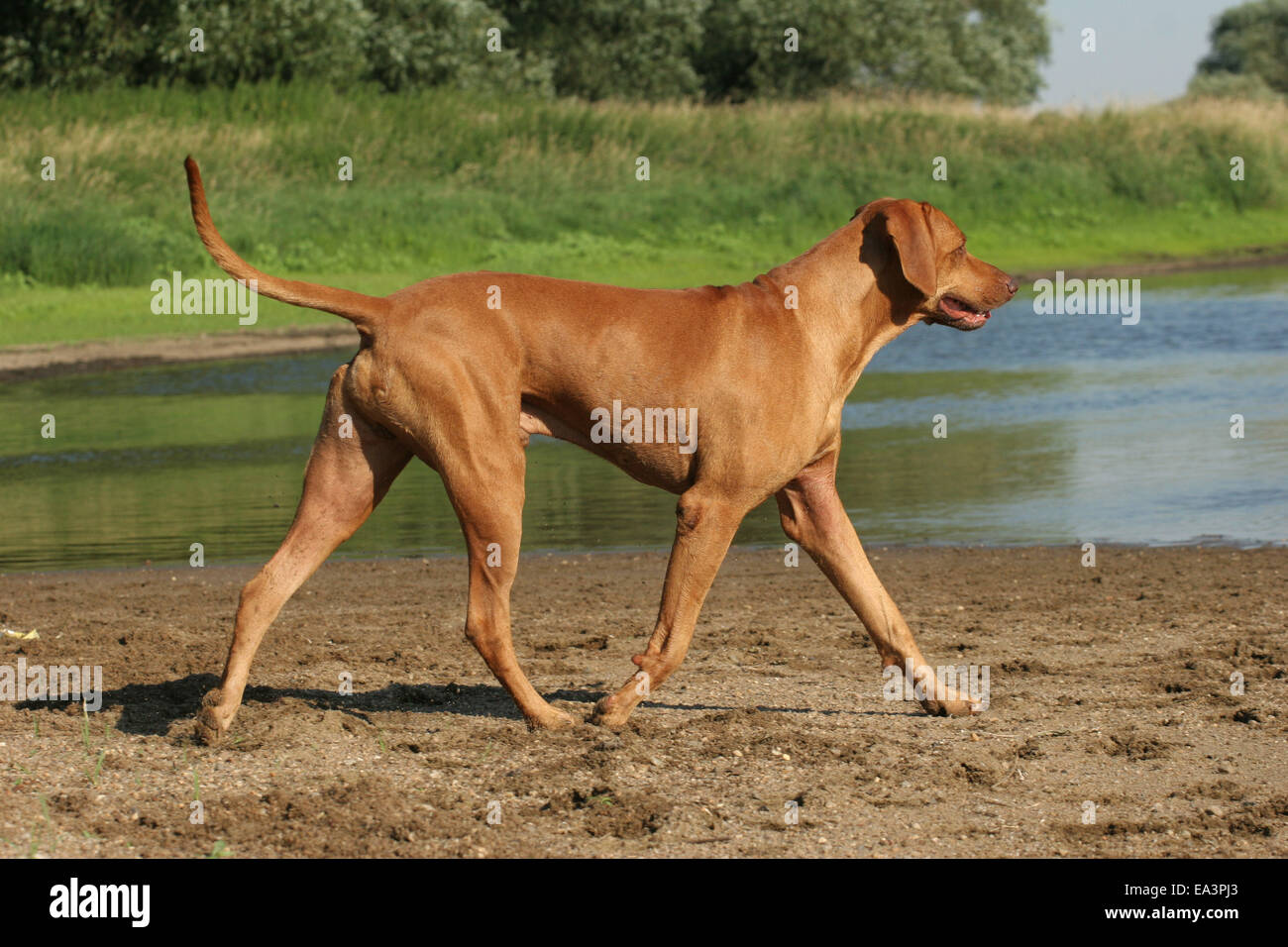 running Rhodesian Ridgeback Stock Photo - Alamy
