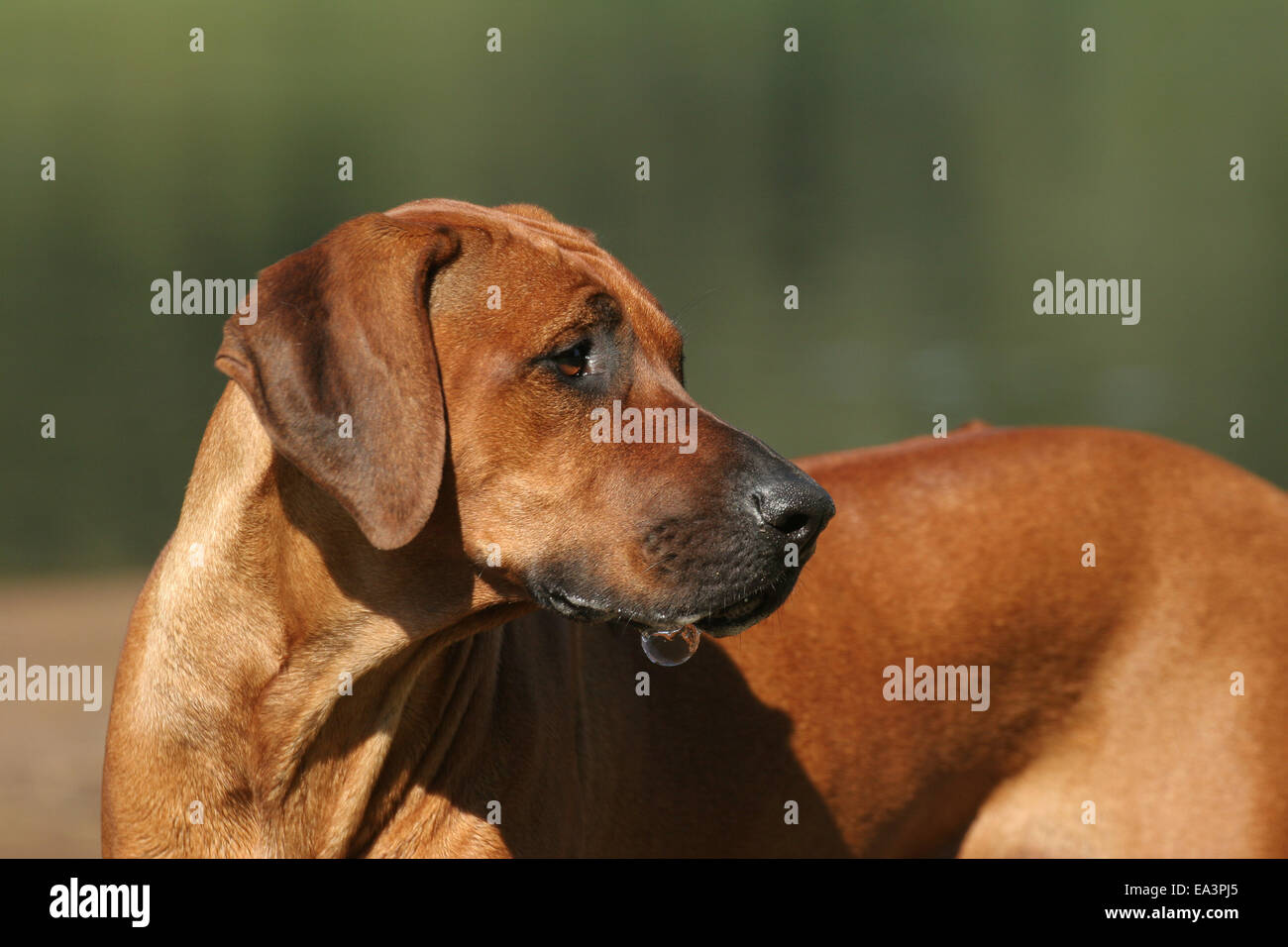 Rhodesian Ridgeback Portrait Stock Photo - Alamy