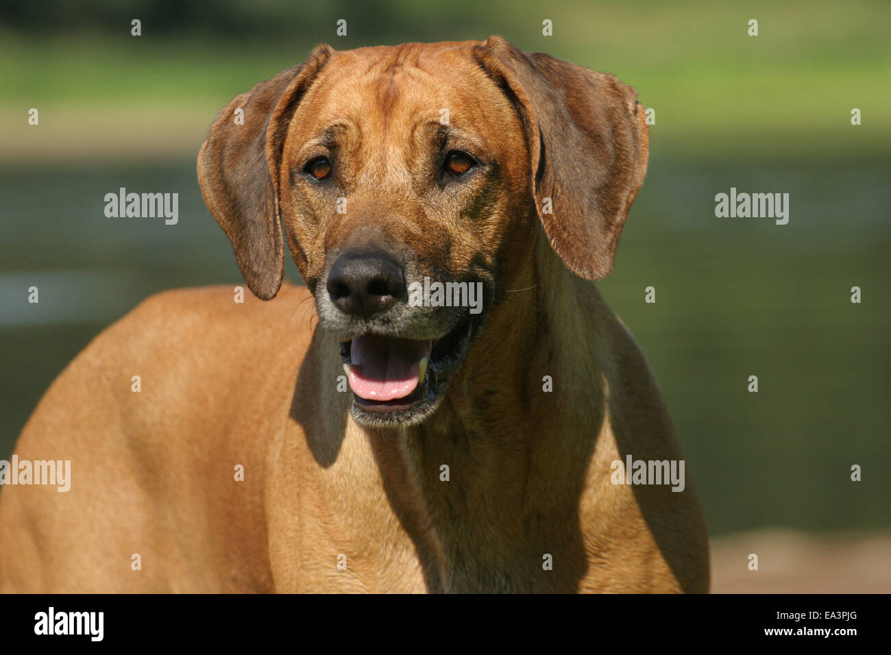 old Rhodesian Ridgeback Stock Photo - Alamy