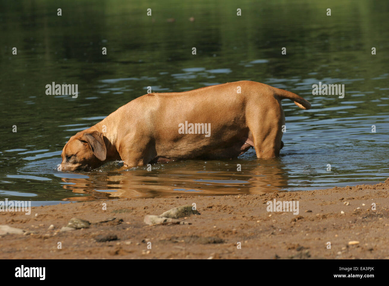 Brown dog drinking water hi-res stock photography and images - Alamy
