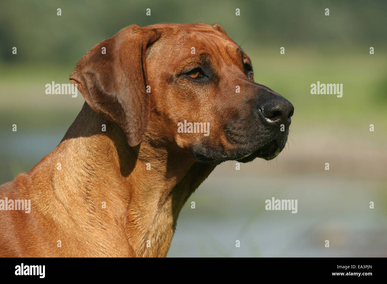 Rhodesian Ridgeback Portrait Stock Photo - Alamy