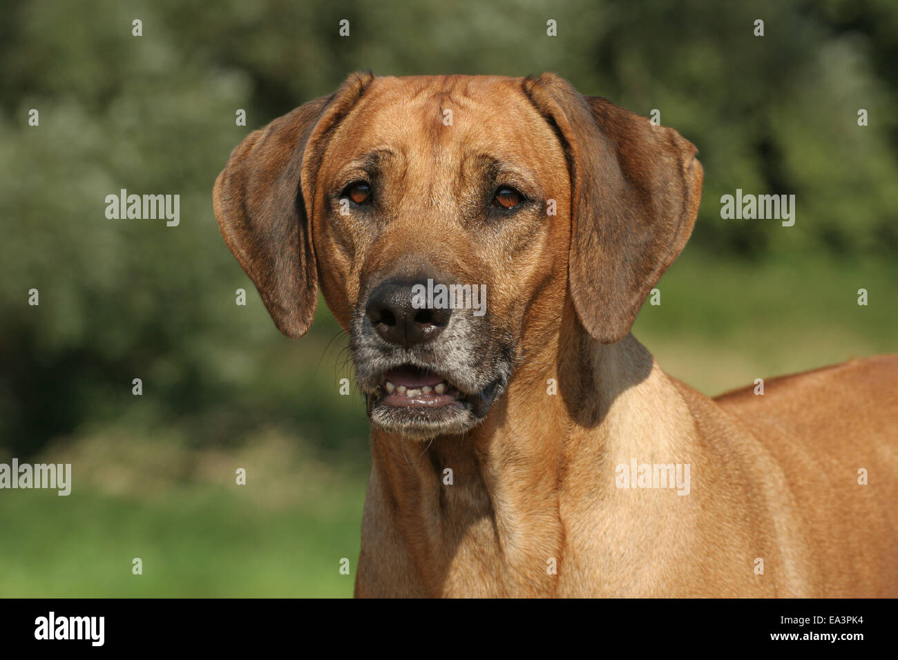 old Rhodesian Ridgeback Stock Photo - Alamy