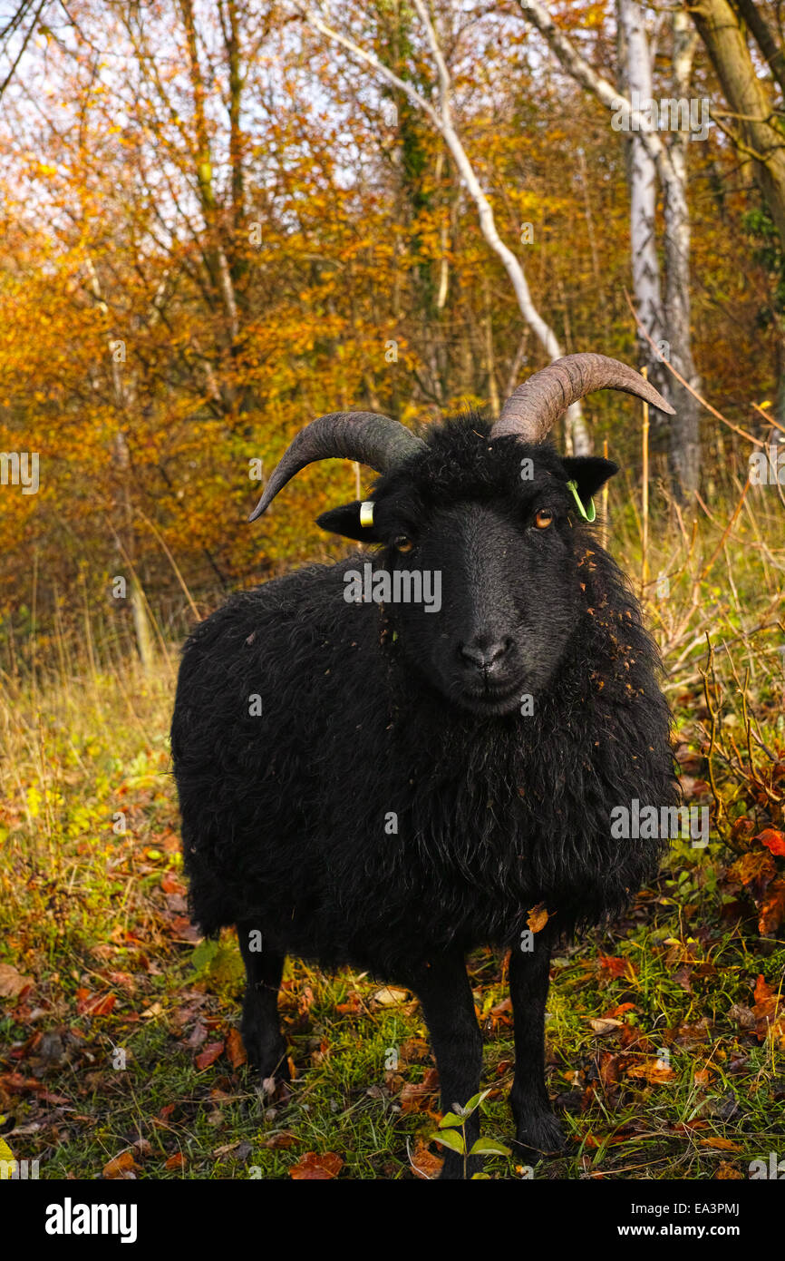 Hebridean Sheep with Autumn foliage Stock Photo - Alamy