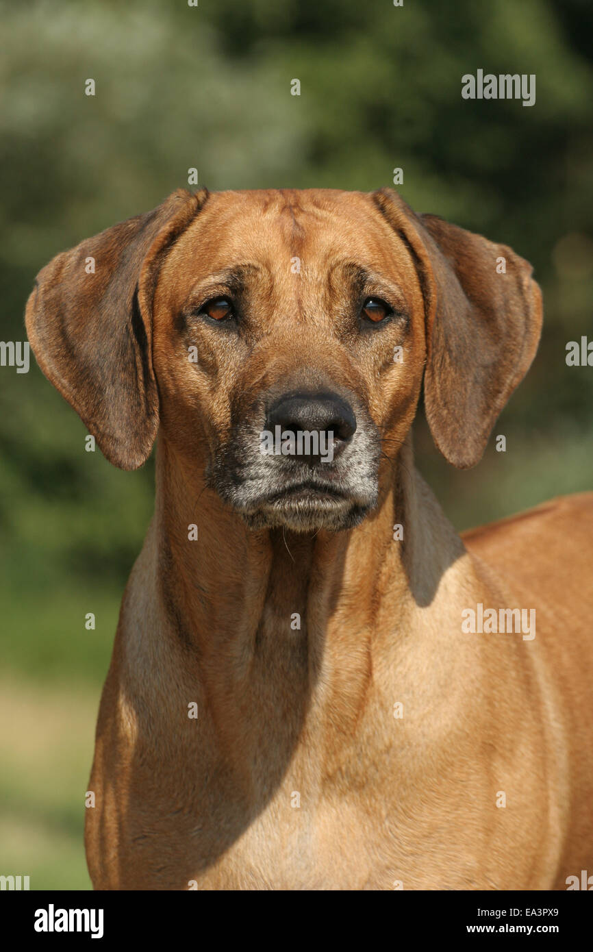 old Rhodesian Ridgeback Stock Photo - Alamy