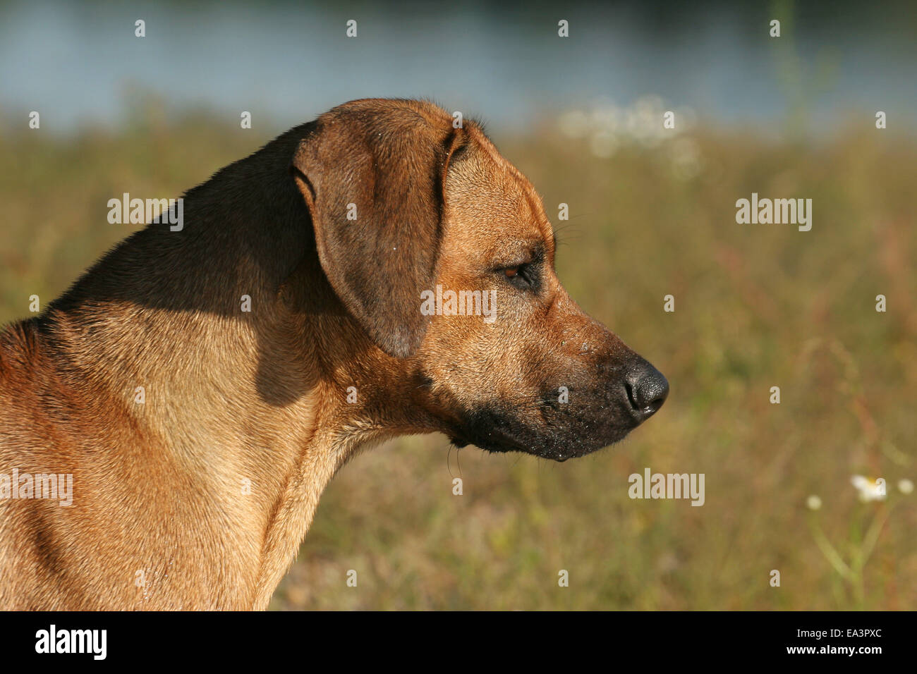 Portrait profile dog pedigree hi-res stock photography and images - Alamy
