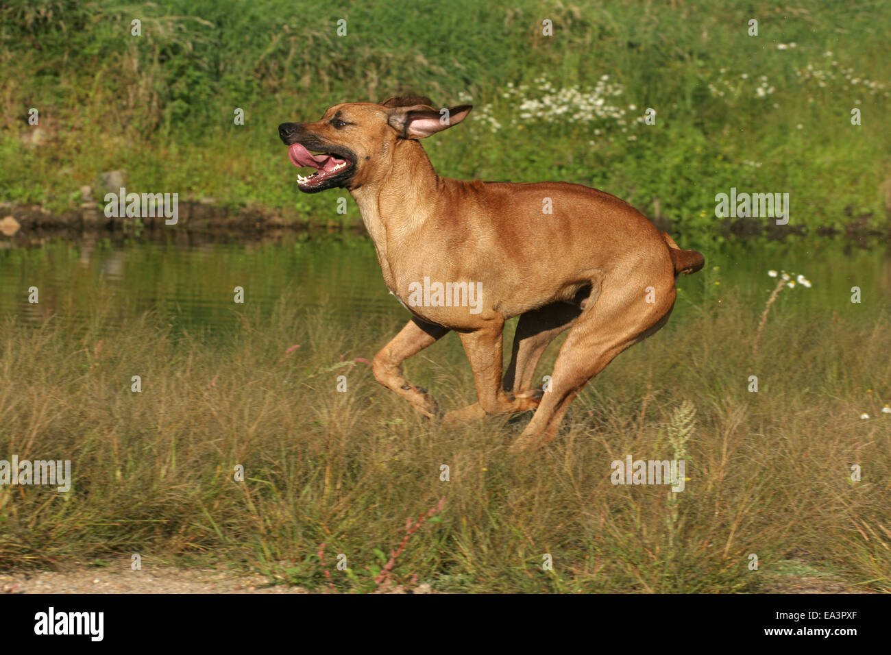 running Rhodesian Ridgeback Stock Photo - Alamy