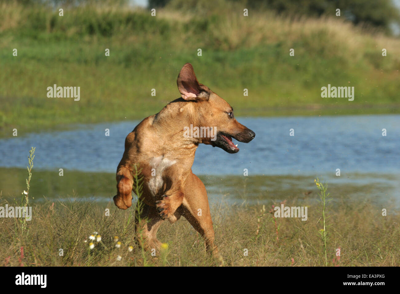 running Rhodesian Ridgeback Stock Photo - Alamy