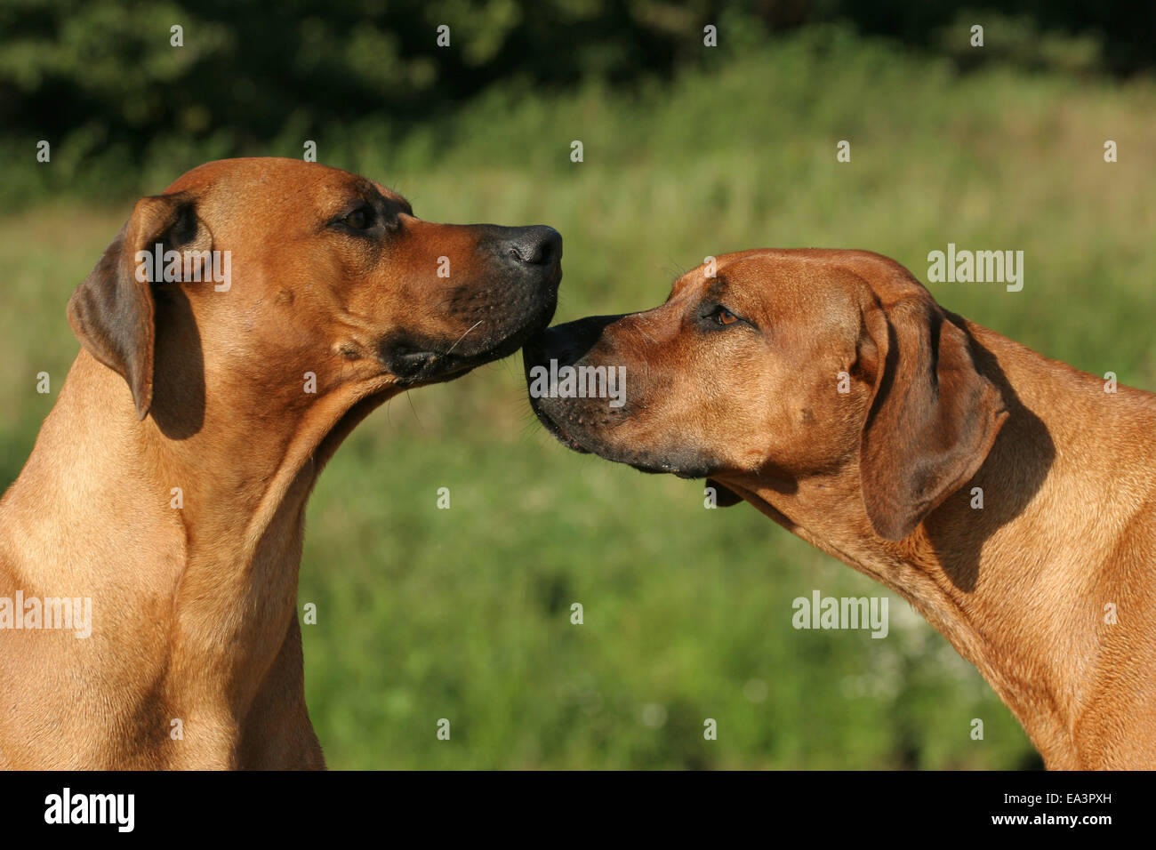 Rhodesian Ridgeback Portrait Stock Photo - Alamy
