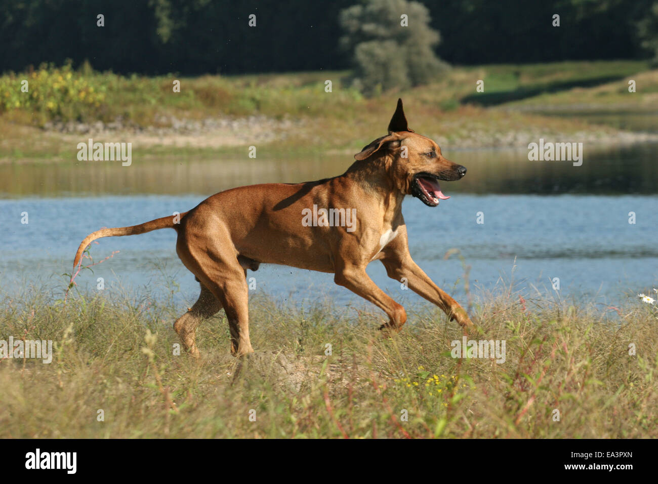 running Rhodesian Ridgeback Stock Photo - Alamy