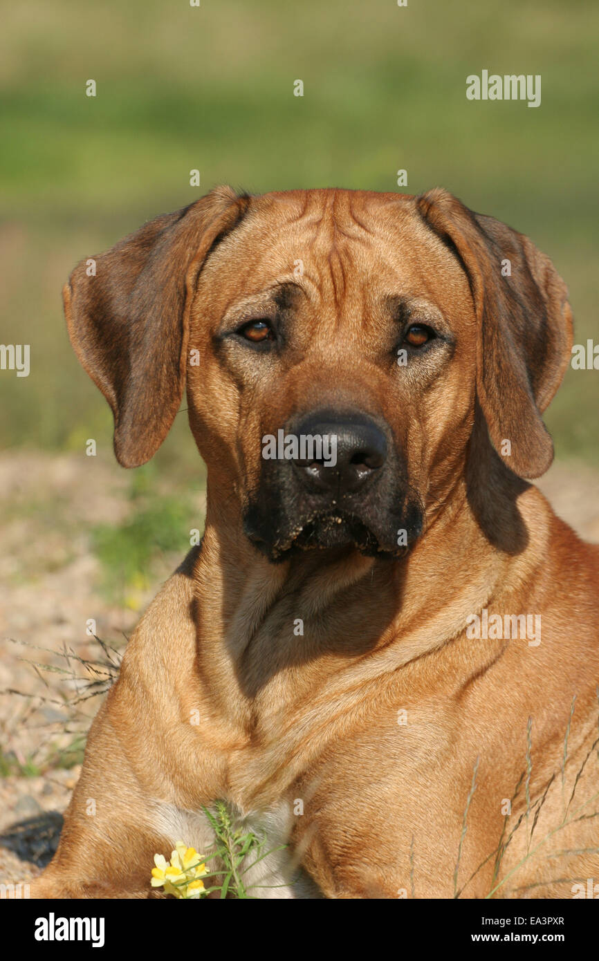 Rhodesian ridgebacks lion hi-res stock photography and images - Alamy