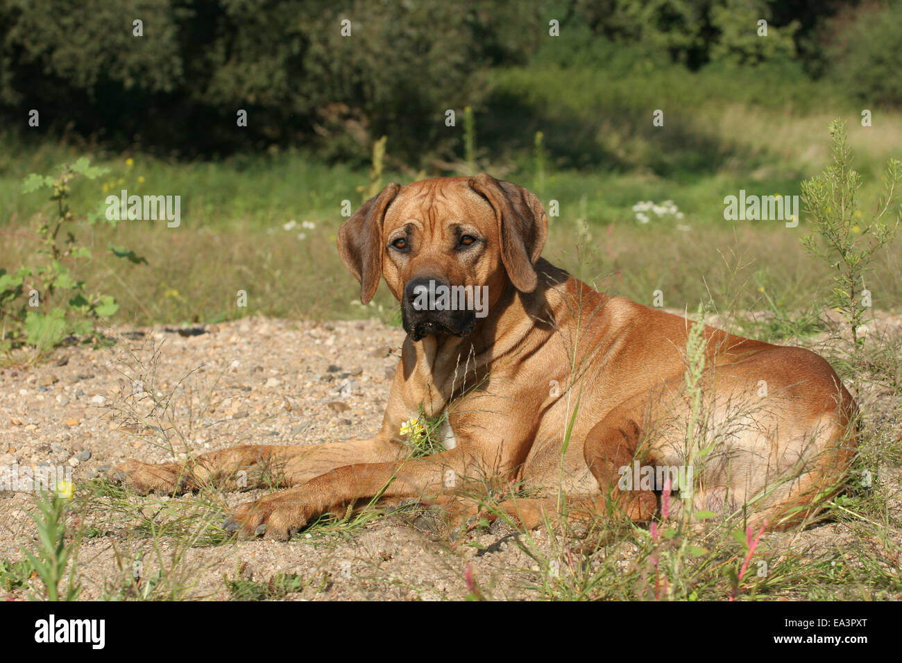 lying Rhodesian Ridgeback Stock Photo - Alamy