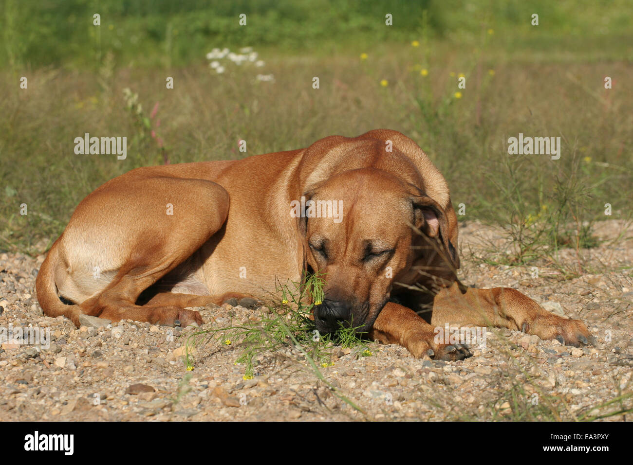 lying Rhodesian Ridgeback Stock Photo - Alamy