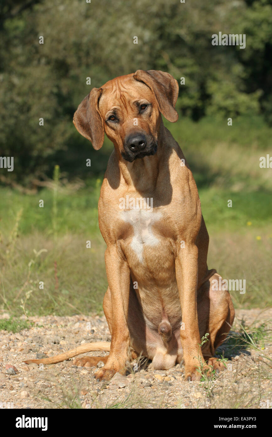 Rhodesian Ridgeback South African Dog Breed K9 Research Lab, 59% OFF