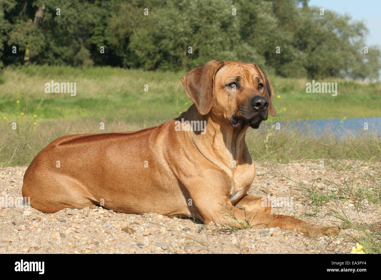 lying Rhodesian Ridgeback Stock Photo - Alamy