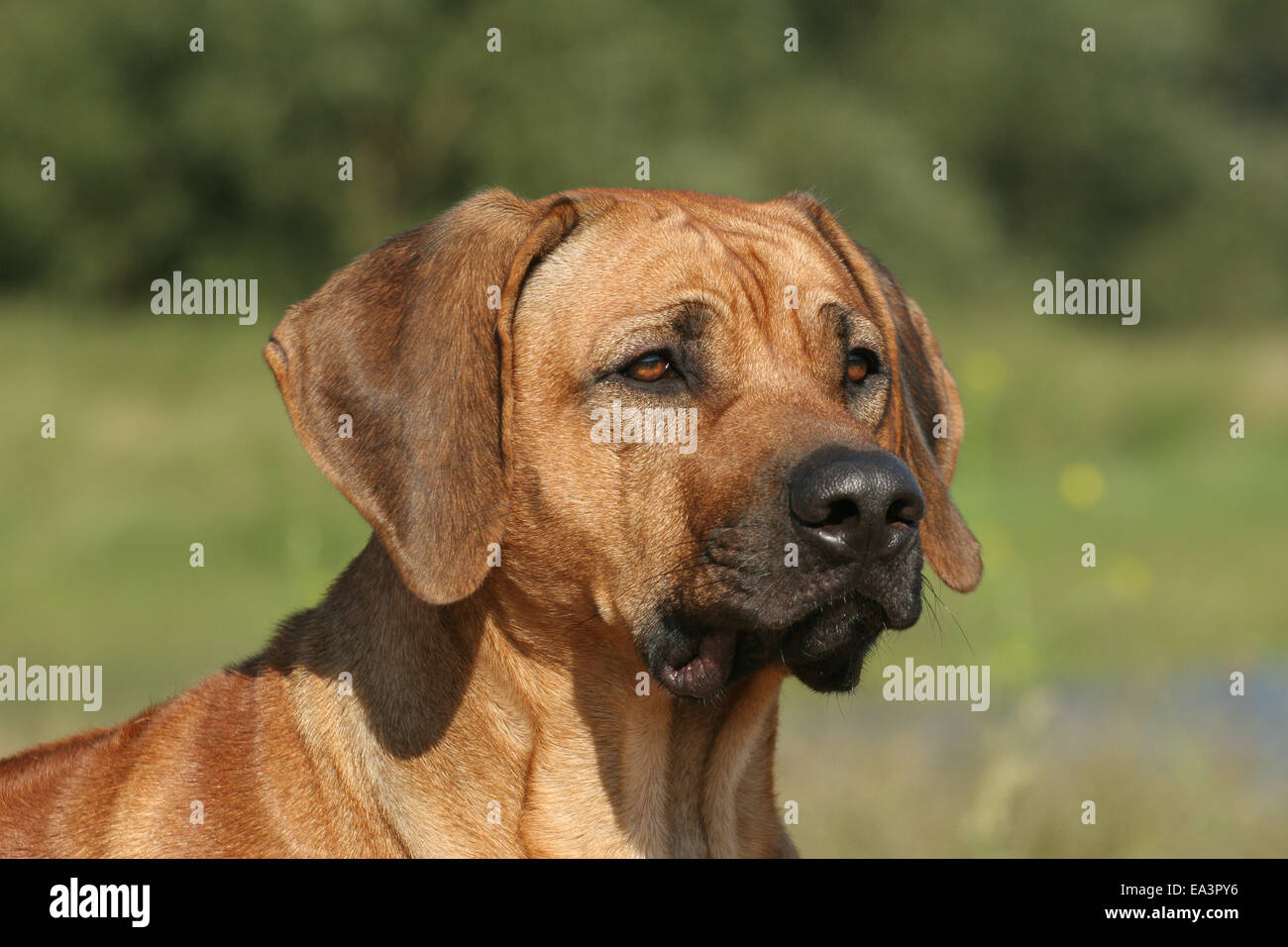 Rhodesian Ridgeback Portrait Stock Photo - Alamy