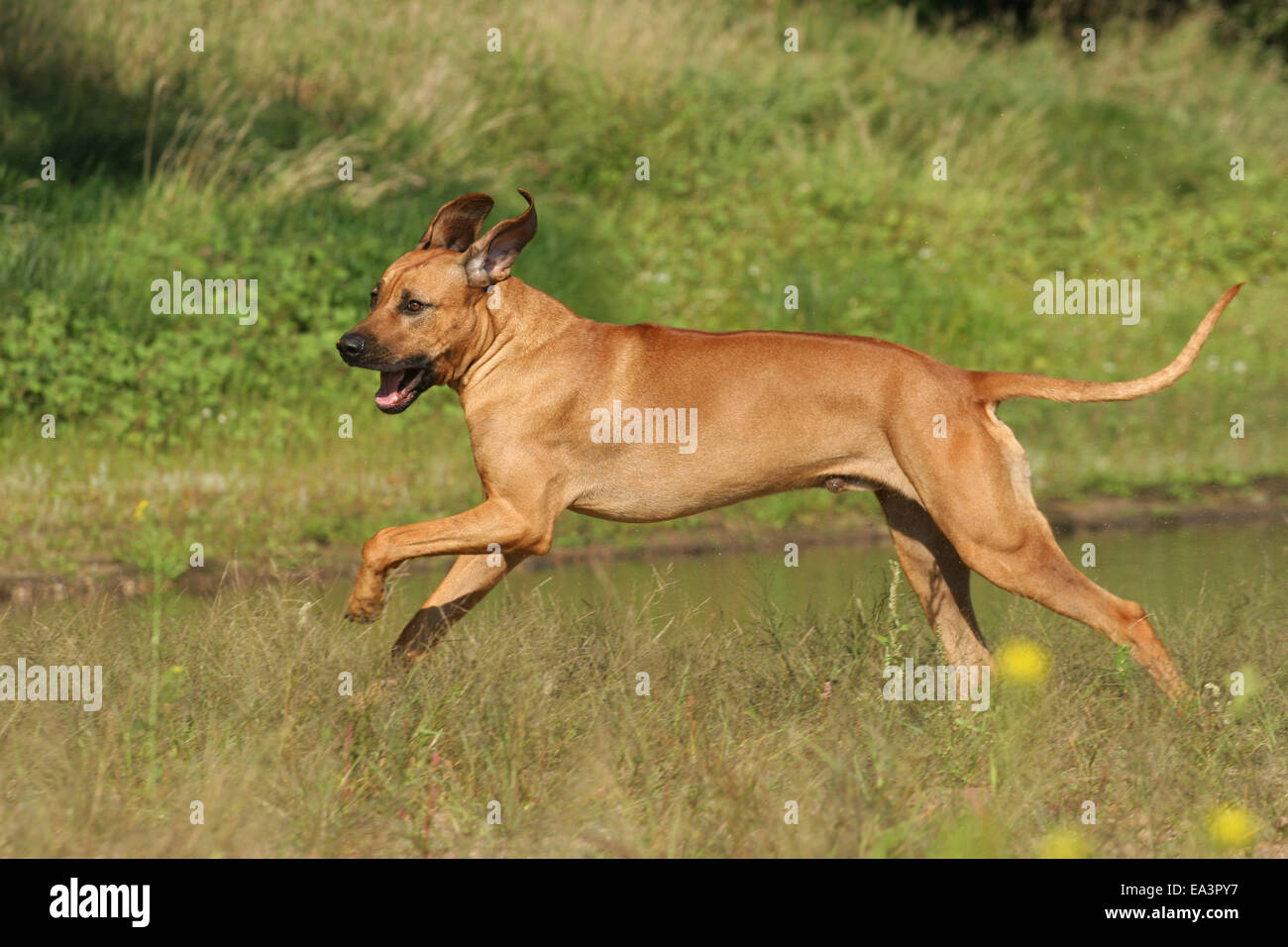 running Rhodesian Ridgeback Stock Photo - Alamy