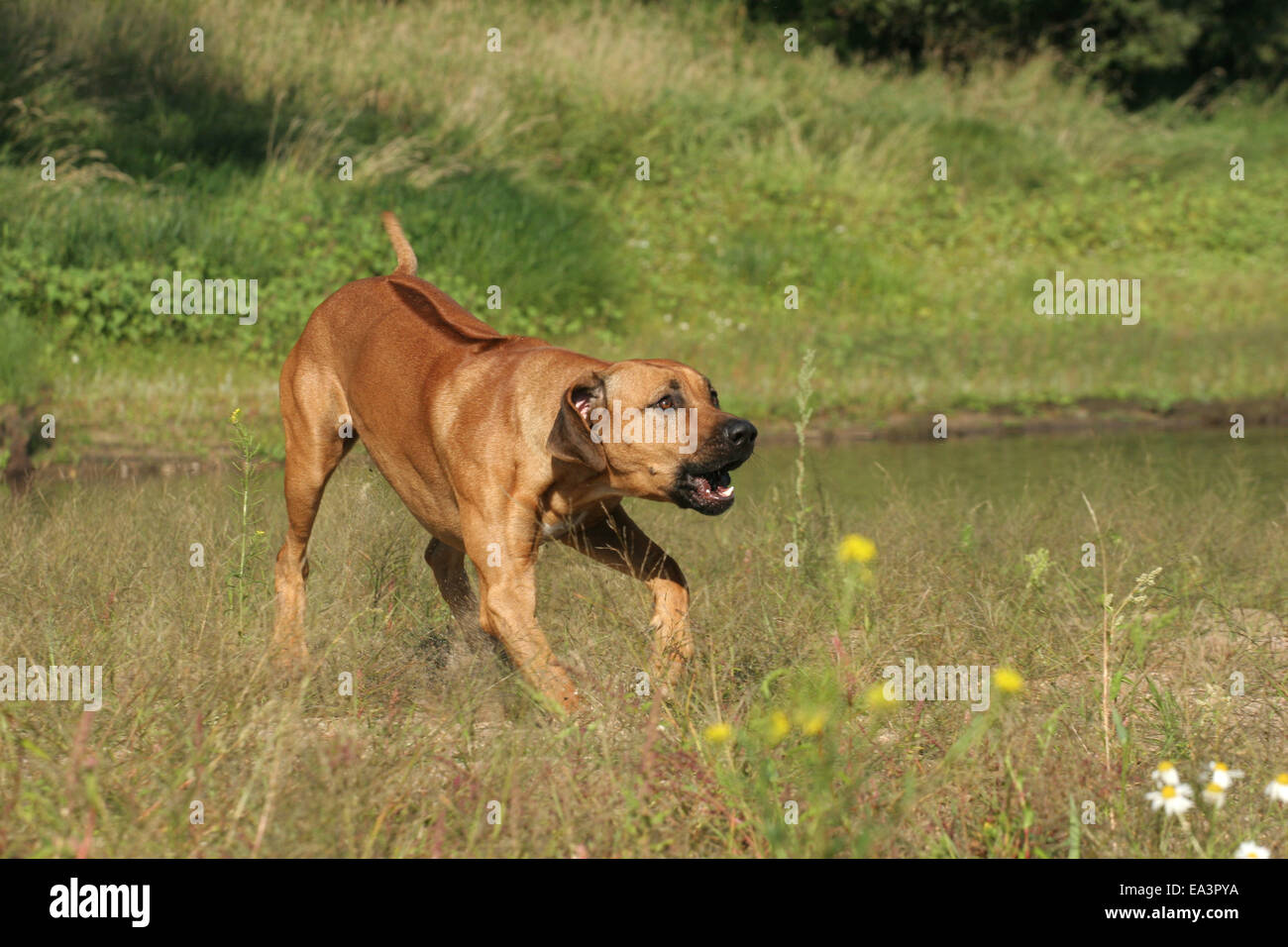 African hound dog hi-res stock photography and images - Alamy