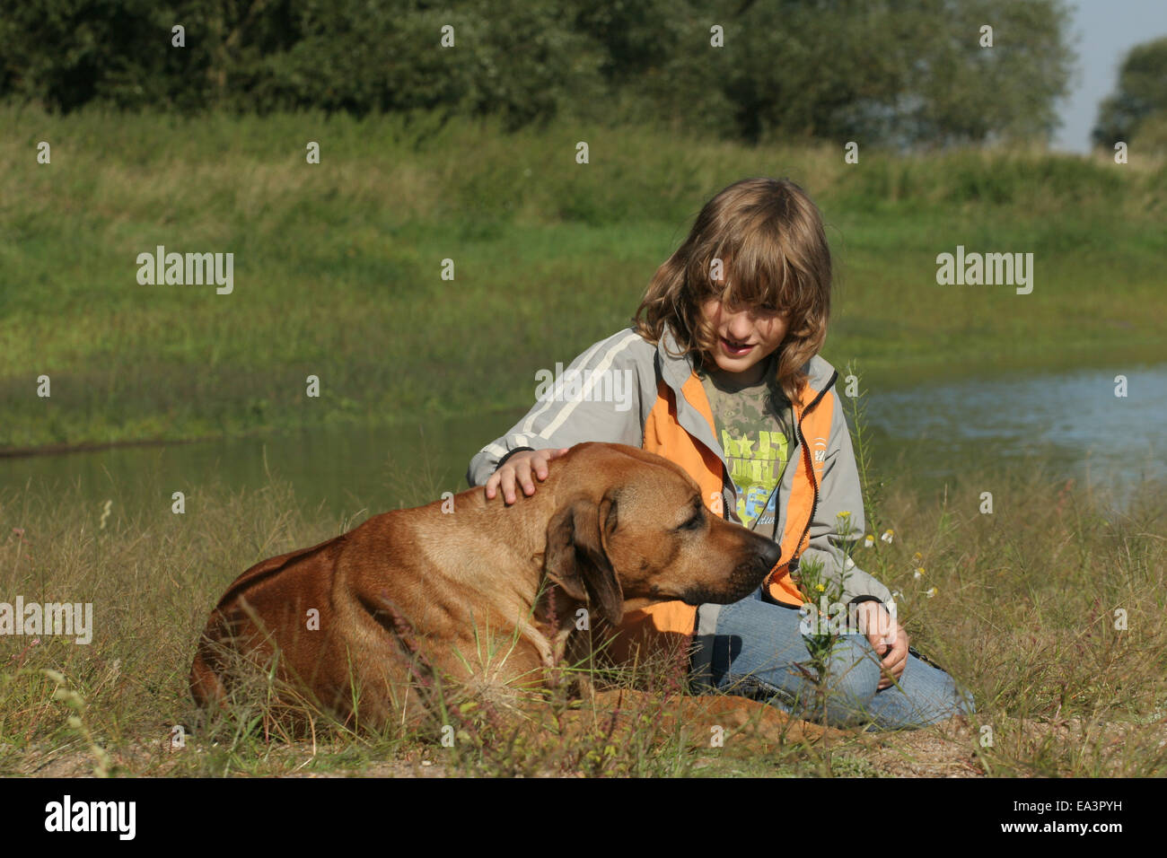 lying Rhodesian Ridgeback Stock Photo - Alamy