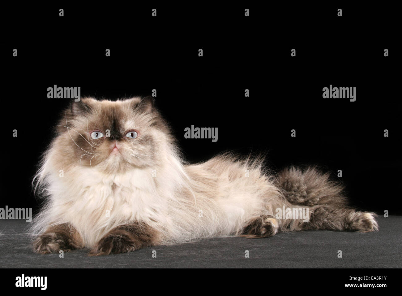 Persian cat hi-res stock photography and images - Alamy