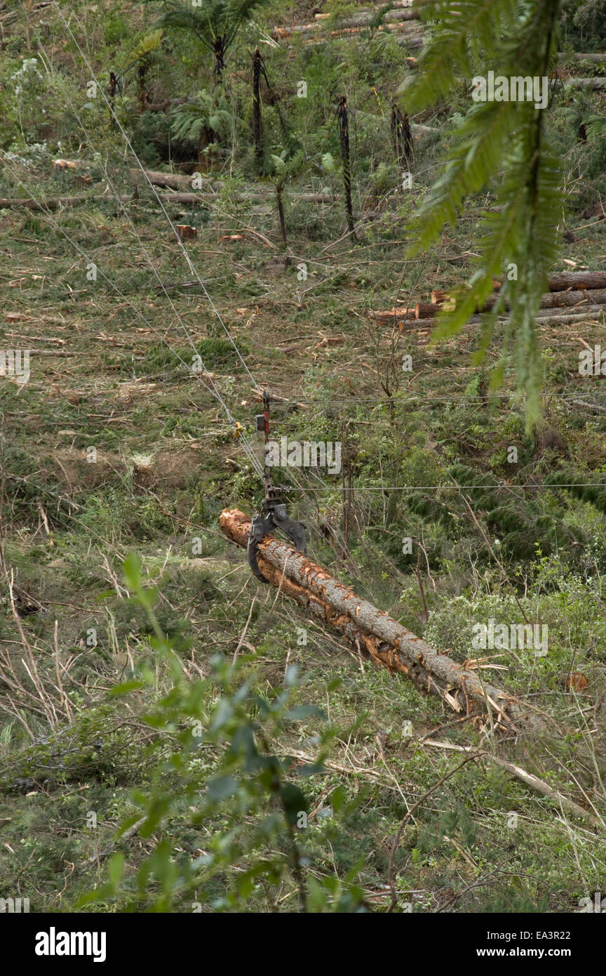 Logging in New Zealand Stock Photo - Alamy
