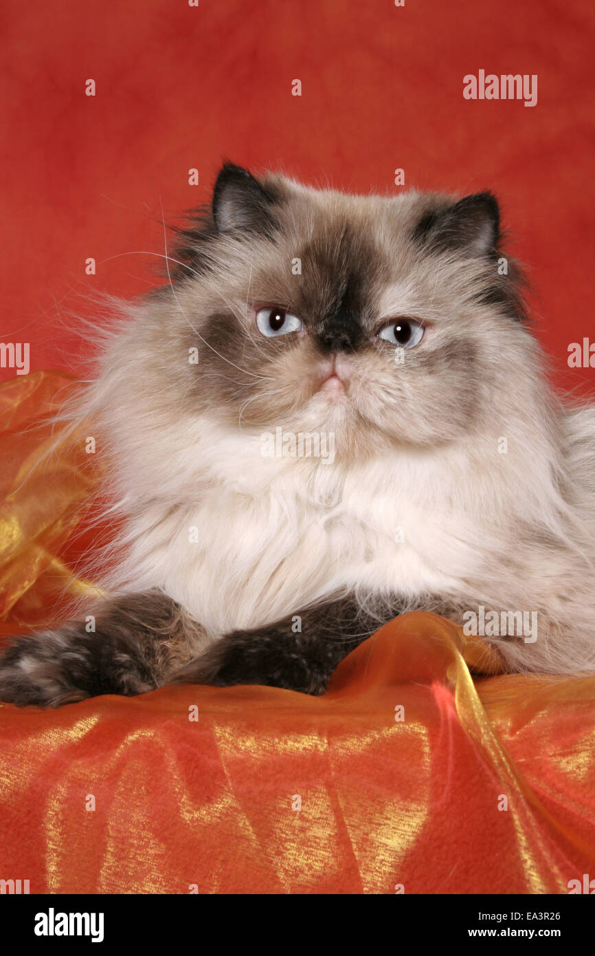 Red point cat hi-res stock photography and images - Alamy