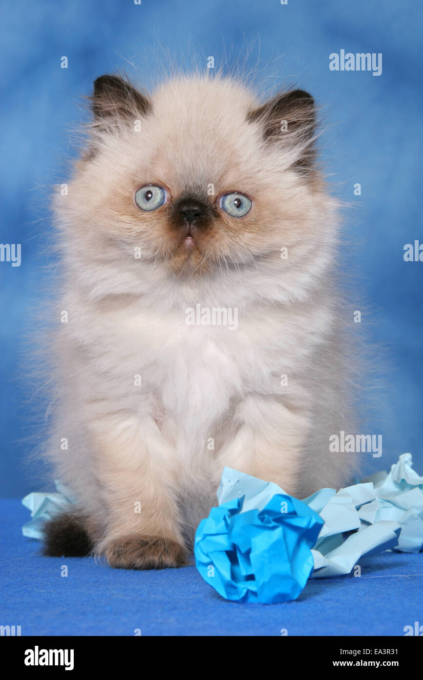 Colourpoint blue point persian cat hi-res stock photography and images ...