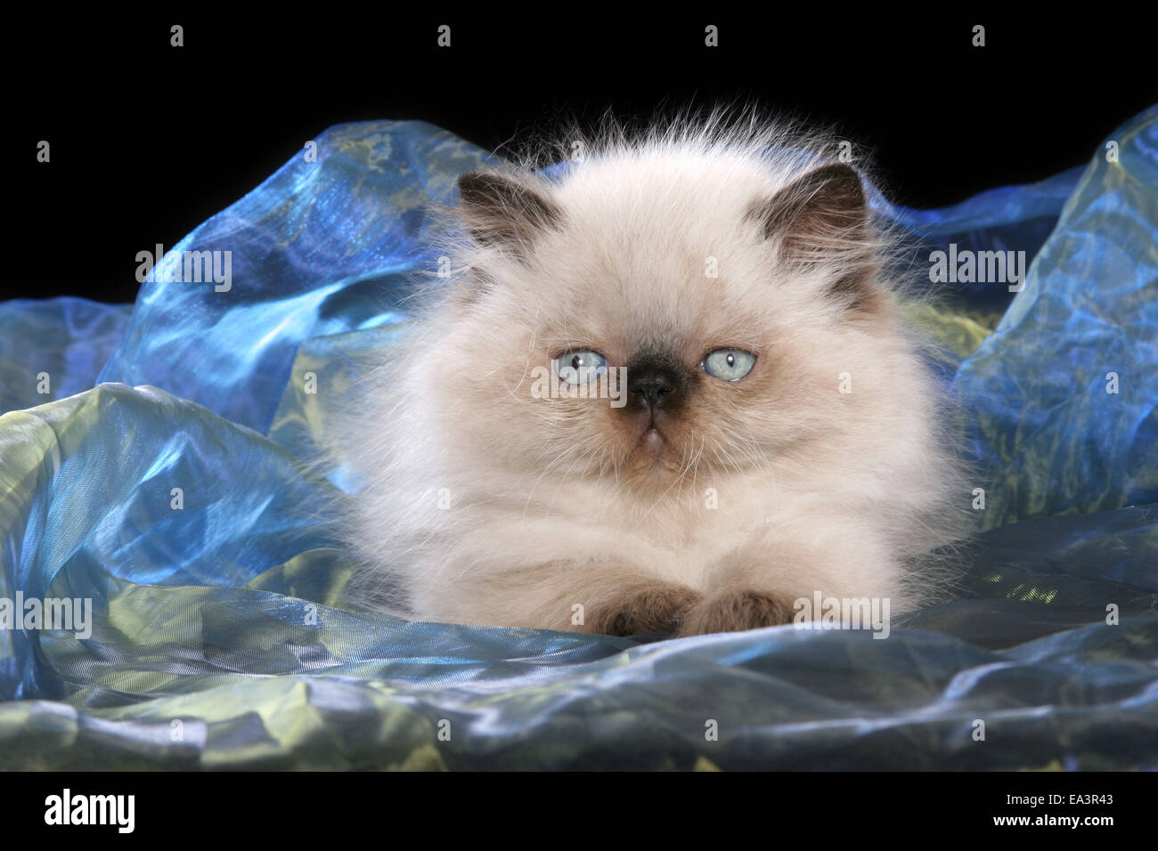 Persian cloth lies hi-res stock photography and images - Alamy
