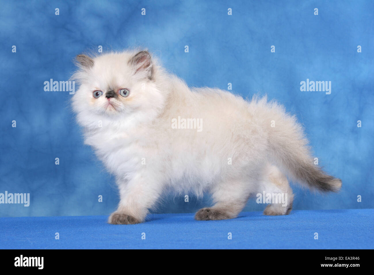 Colourpoint seal point persian cat hi-res stock photography and images ...