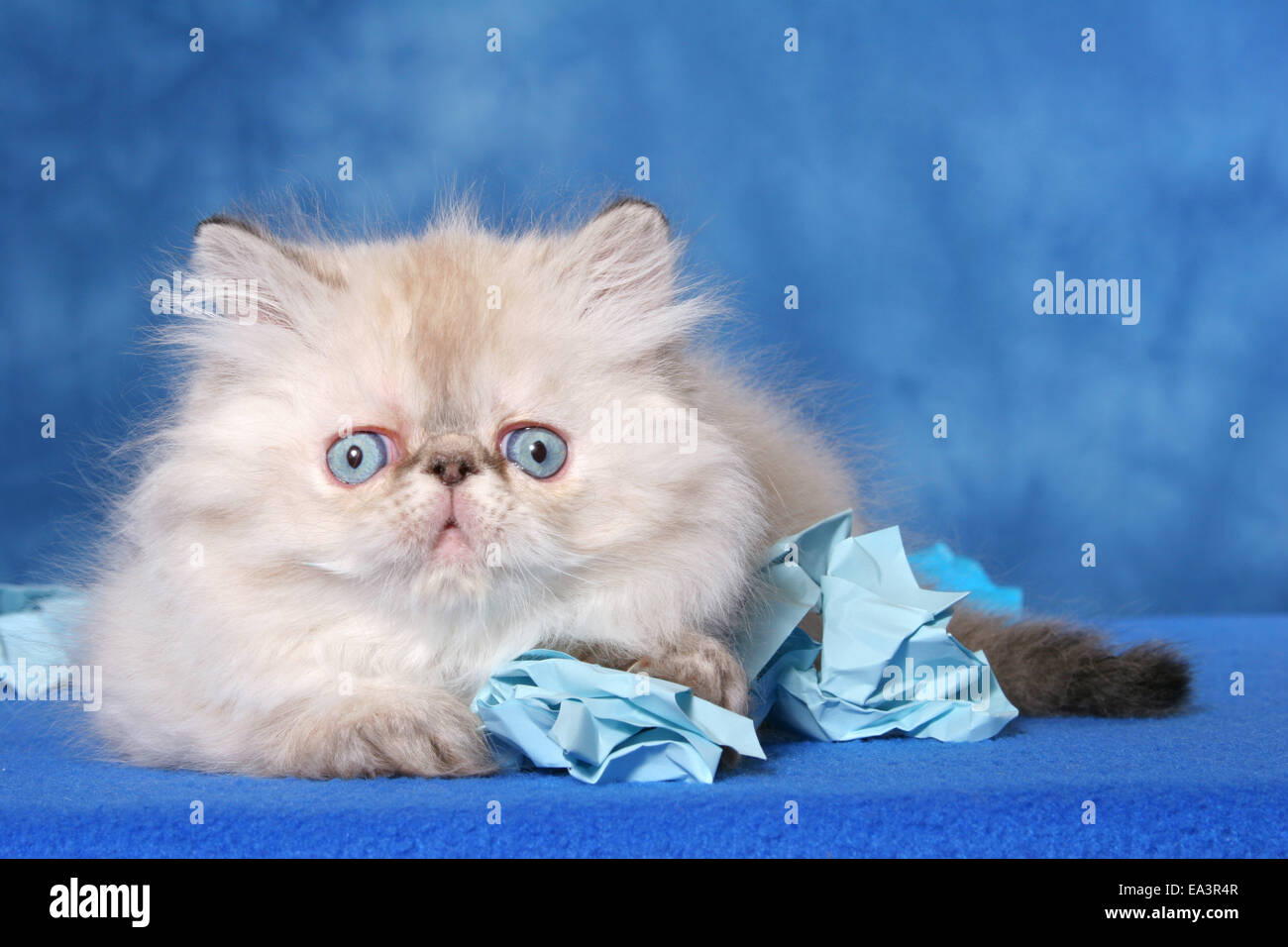Colourpoint blue point persian cat hi-res stock photography and images ...