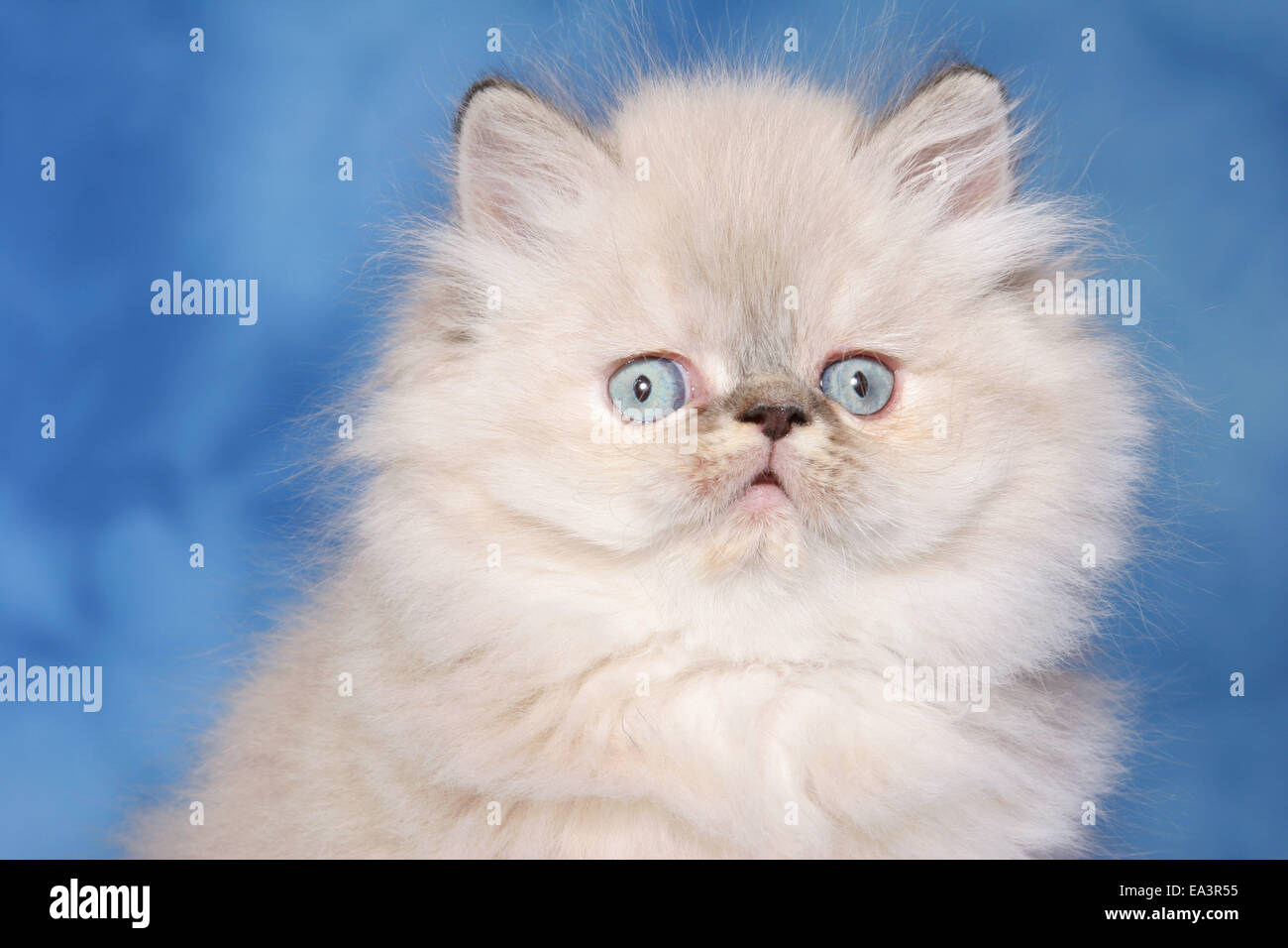 Tabby point persian hi-res stock photography and images - Alamy