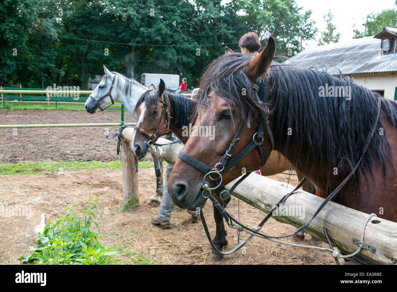 Horse farm, Moscow region, Russia Stock Photo - Alamy