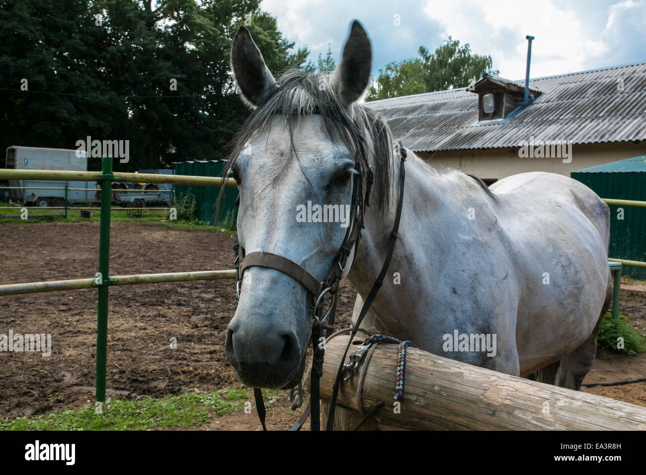 Horse farm, Moscow region, Russia Stock Photo - Alamy