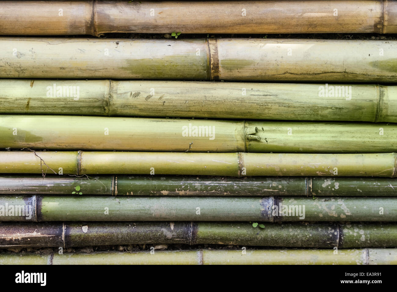 Bambusrohre hi-res stock photography and images - Alamy