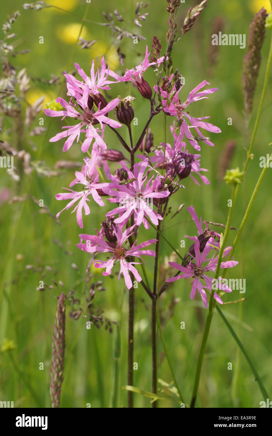 Ragged robin garden hi-res stock photography and images - Alamy