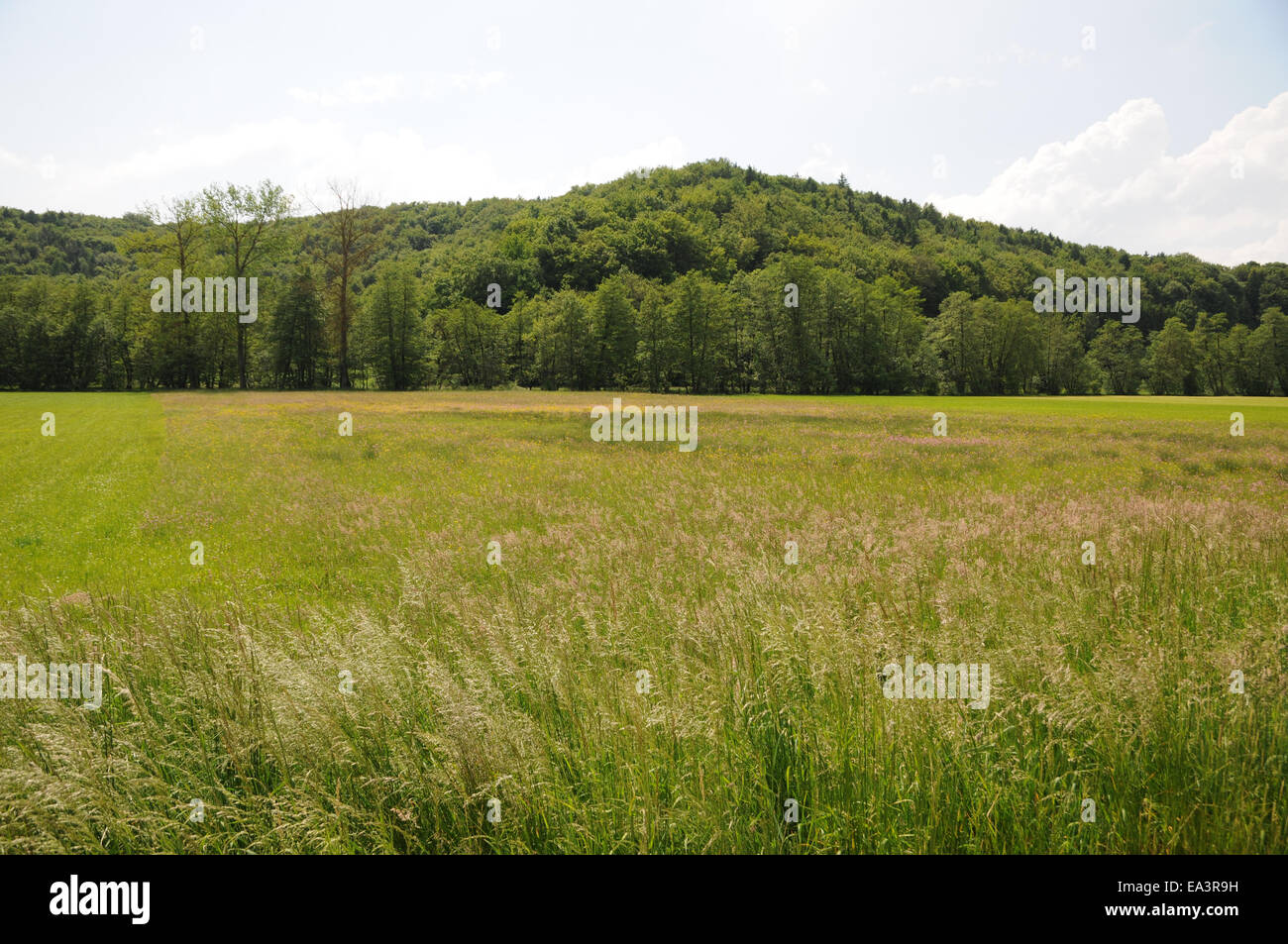 Wet meadow hi-res stock photography and images - Alamy