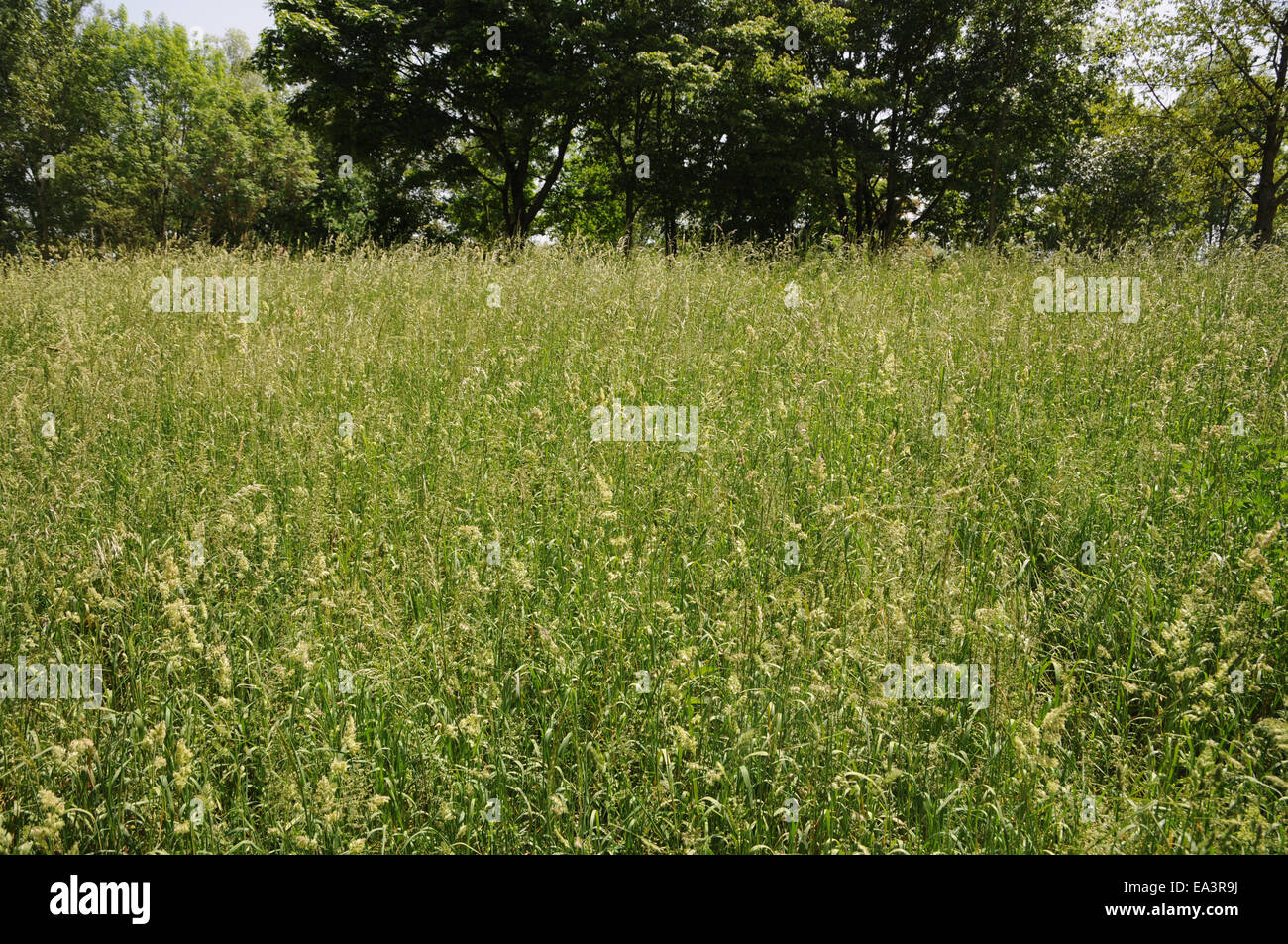 Cocksfoot grass hi-res stock photography and images - Alamy