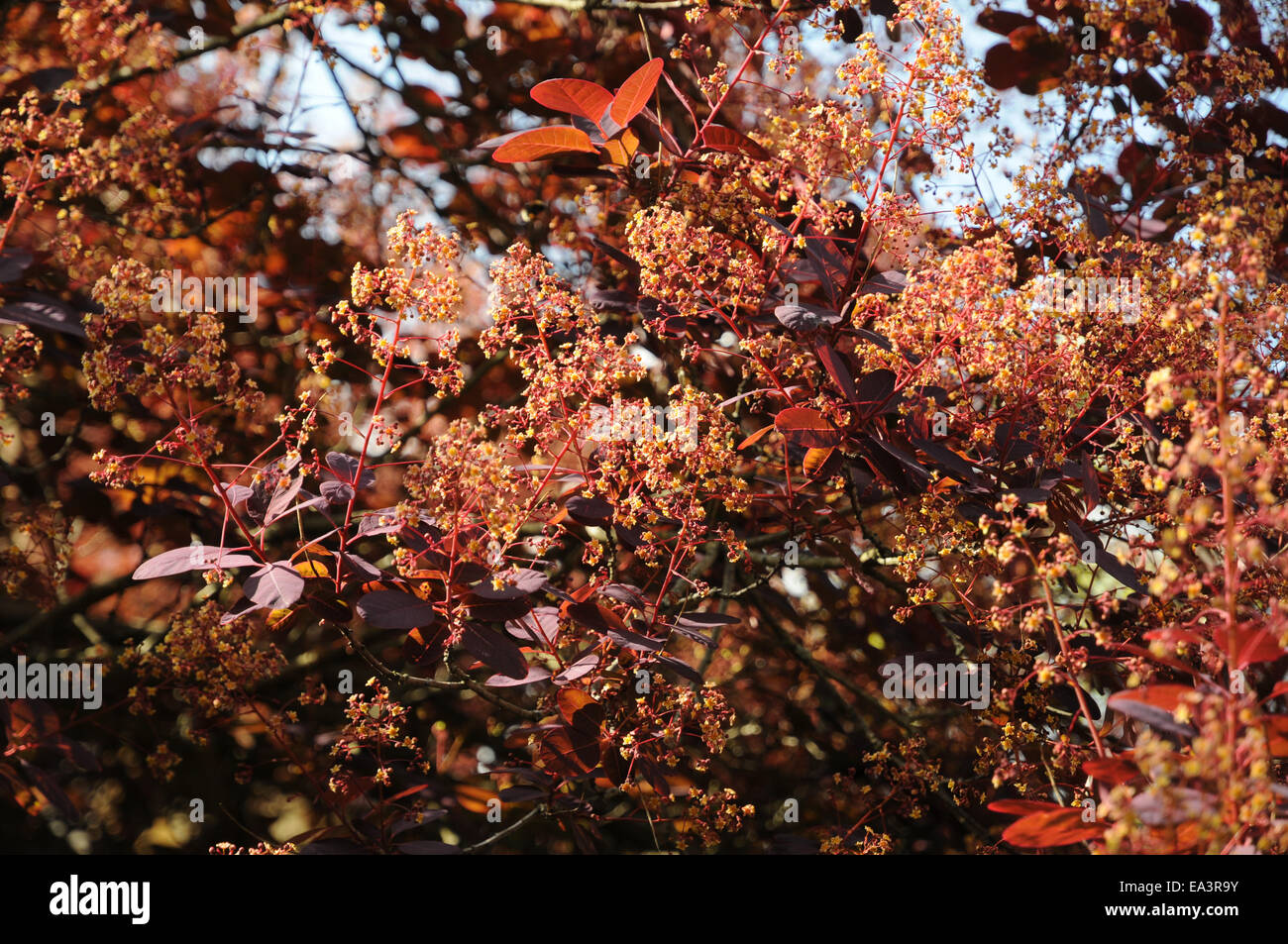 Tree of smoke hi-res stock photography and images - Alamy