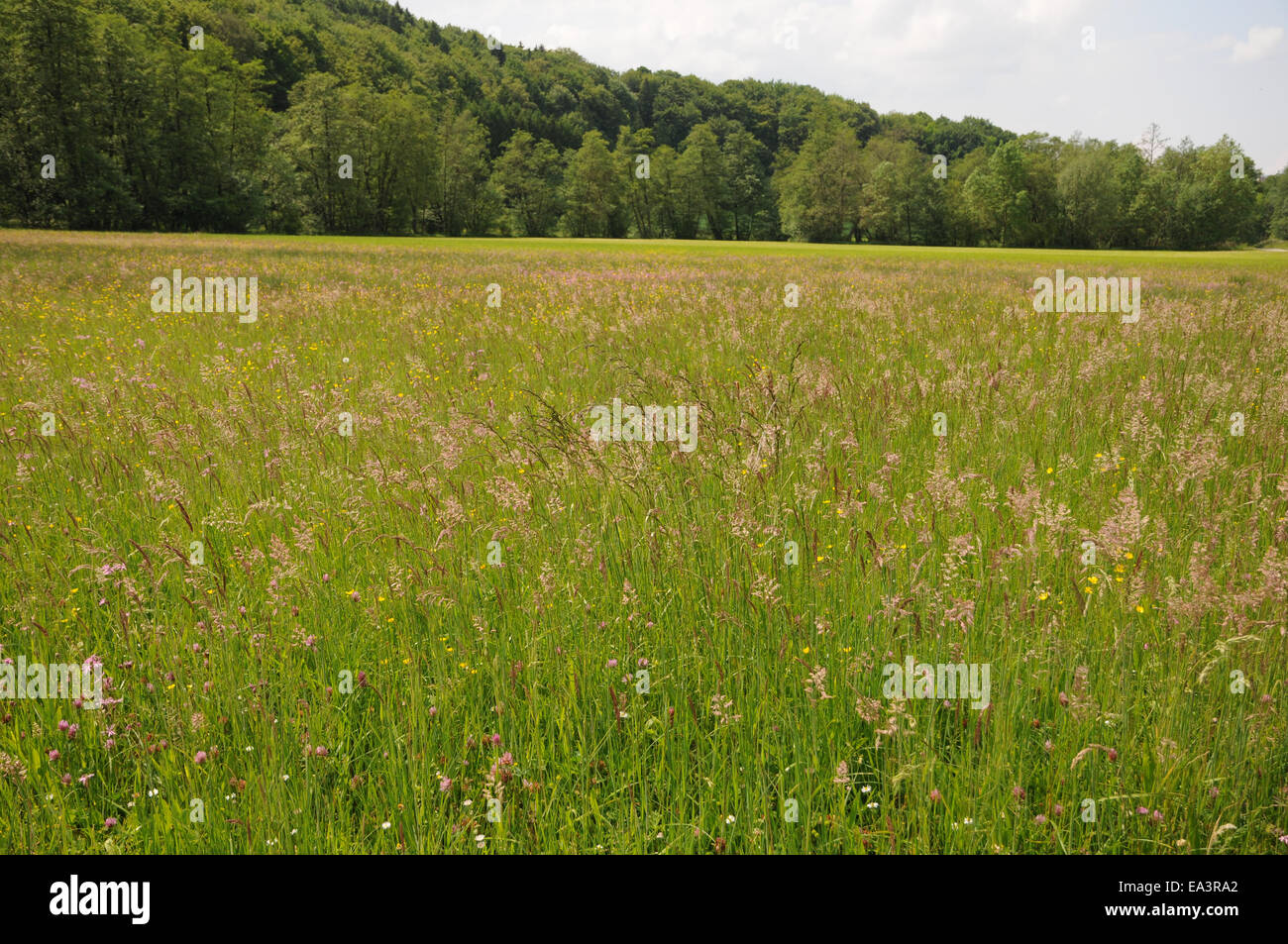 Wet meadow flowers hi-res stock photography and images - Alamy
