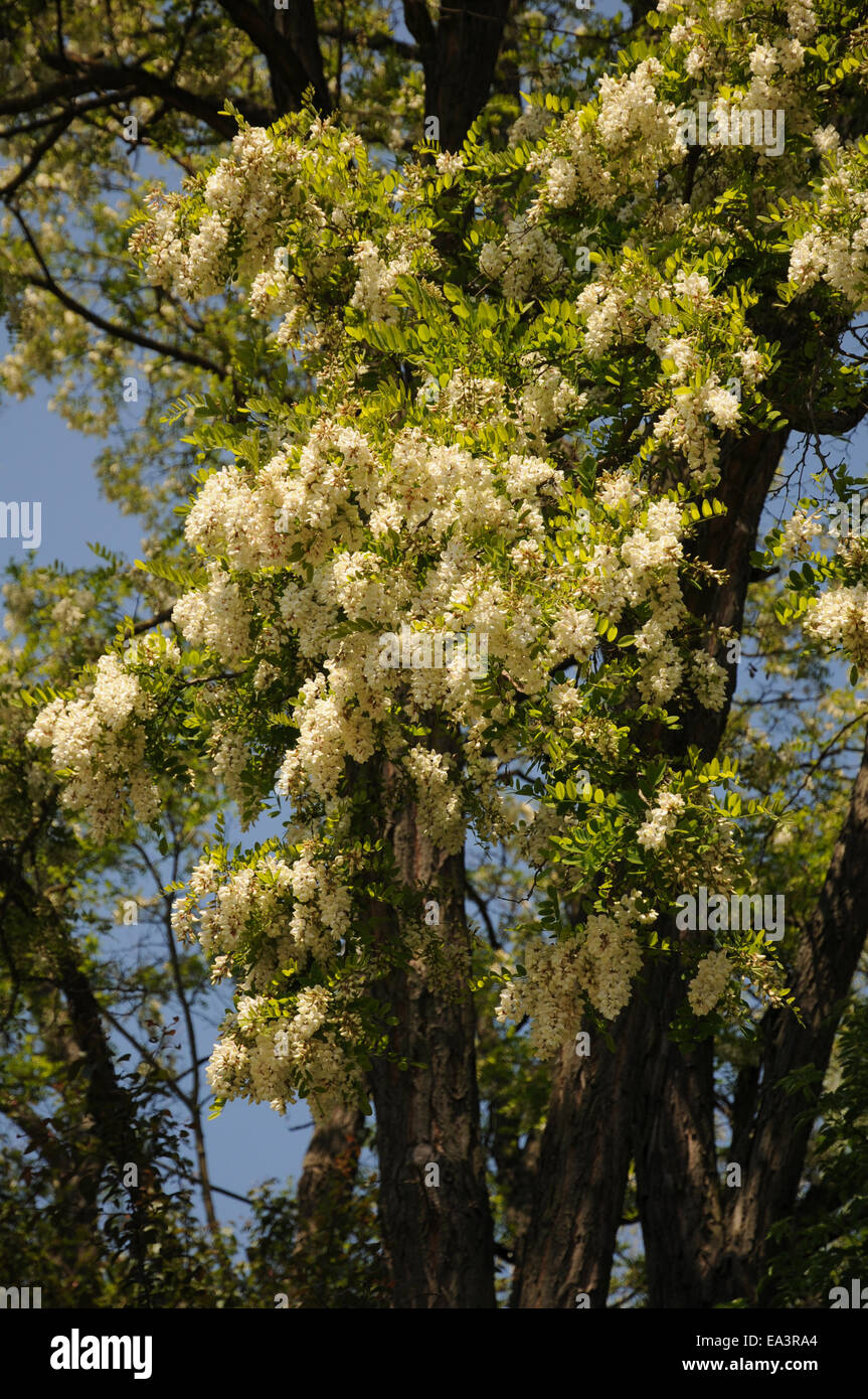 Black locust flowers hi-res stock photography and images - Alamy