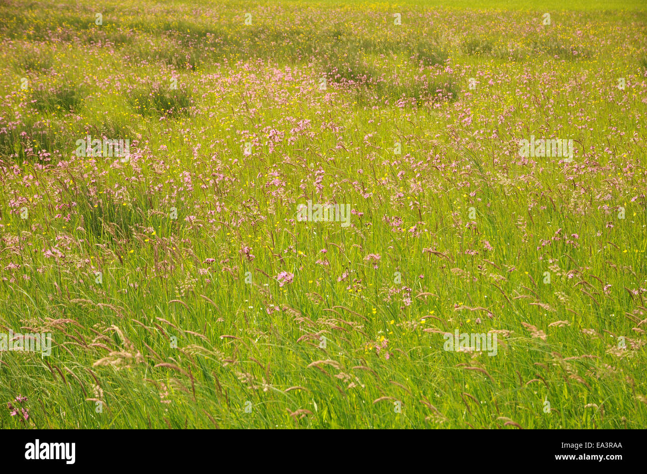 Robin with grasses hi-res stock photography and images - Alamy