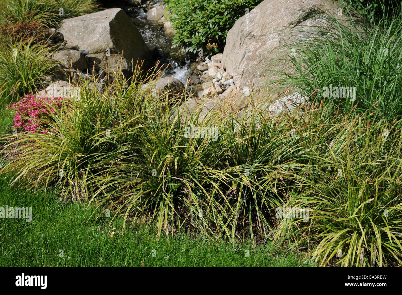 Japanese sedge hi-res stock photography and images - Alamy