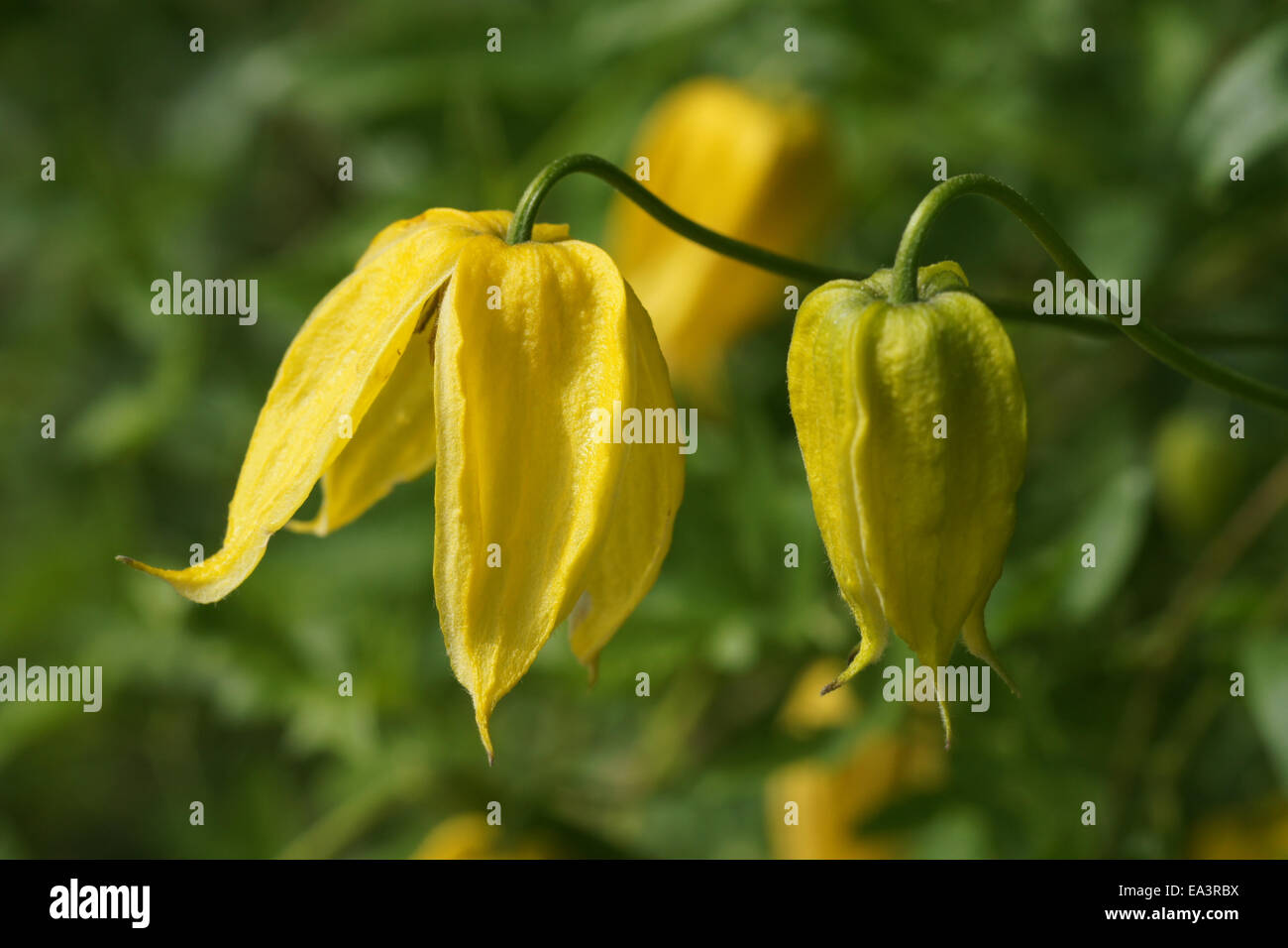 Golden clematis hi-res stock photography and images - Alamy