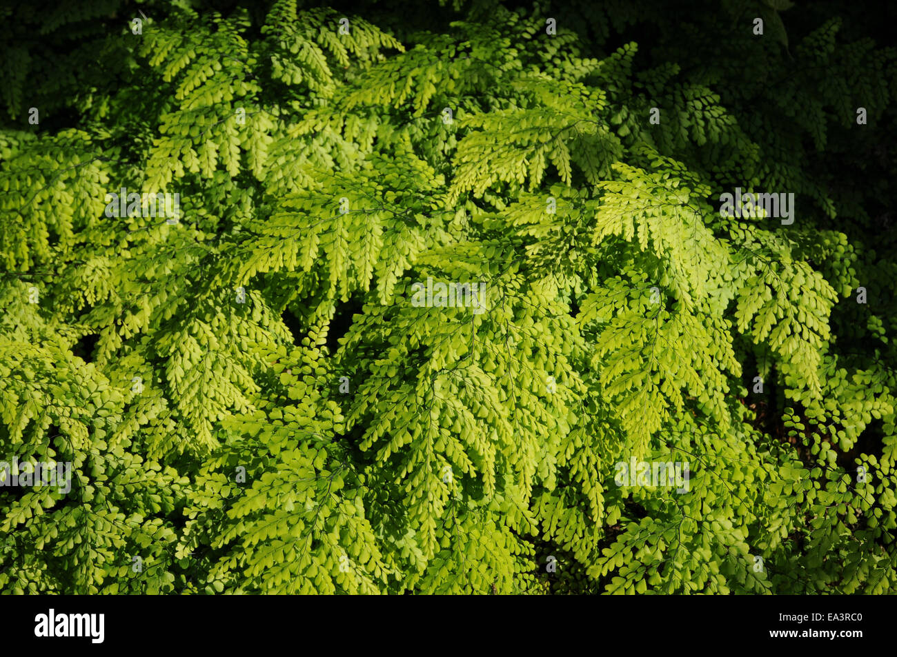Himalayan ferns hi-res stock photography and images - Alamy