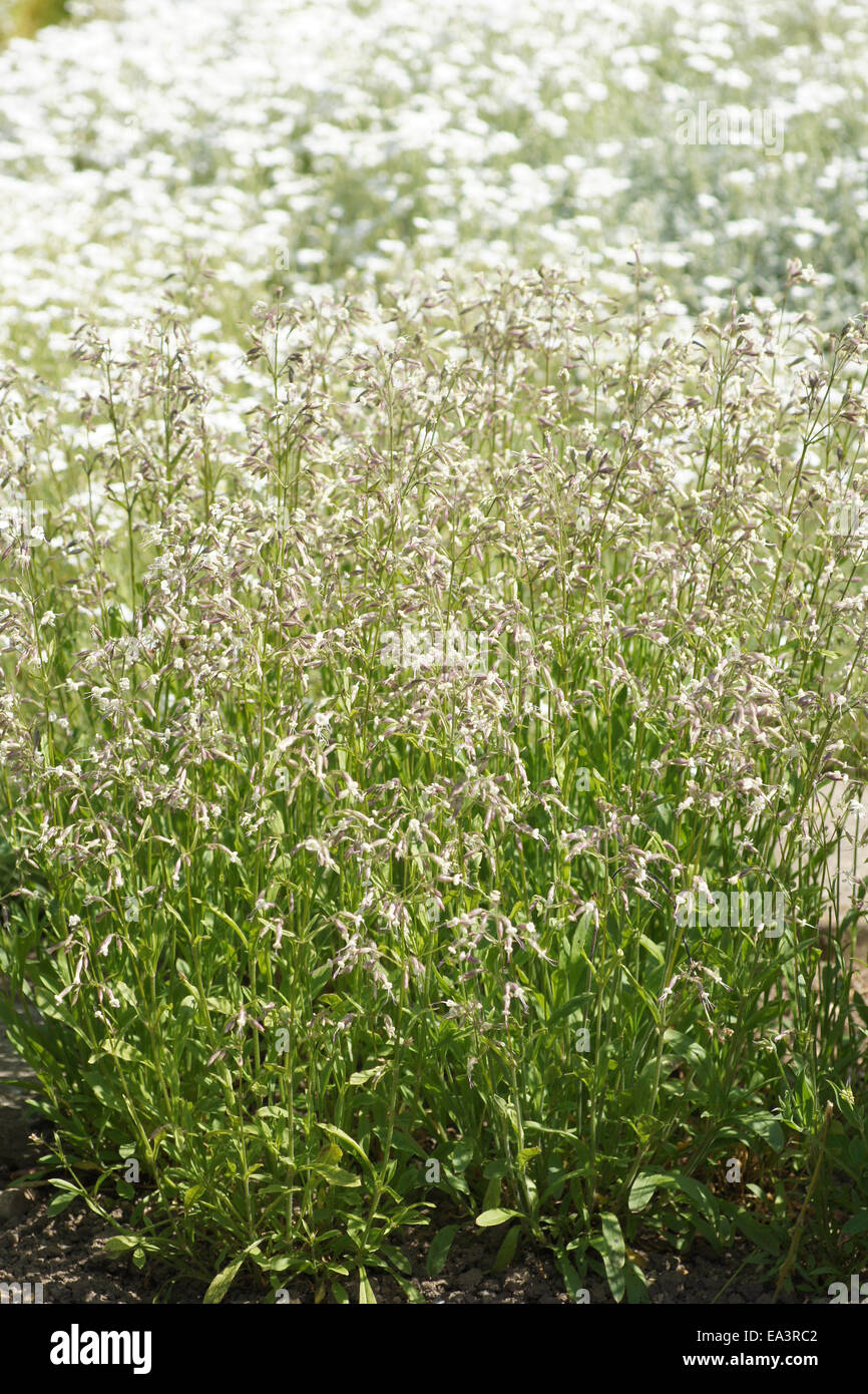 Catchflies High Resolution Stock Photography and Images - Alamy