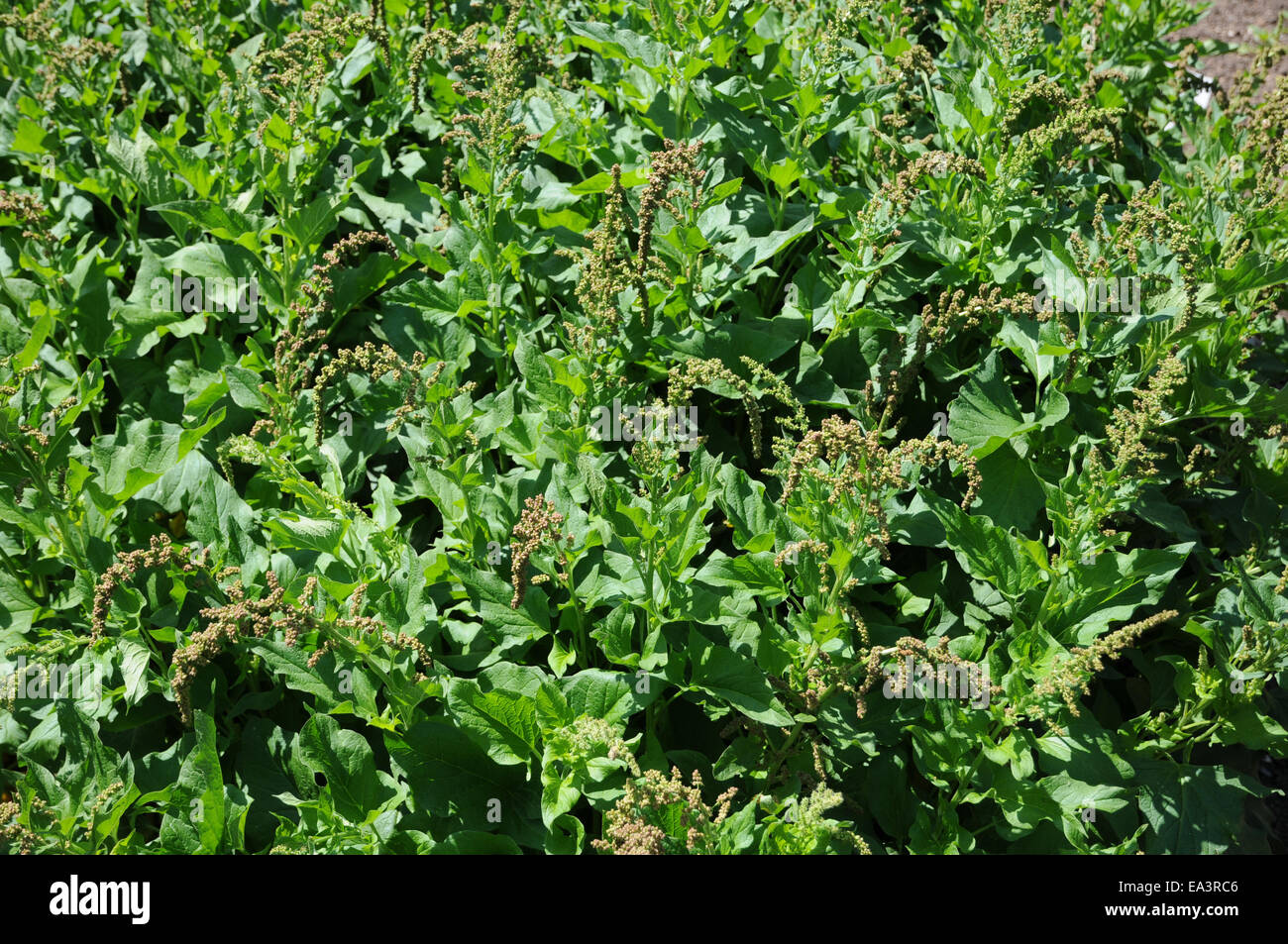 Good king henry Stock Photo - Alamy