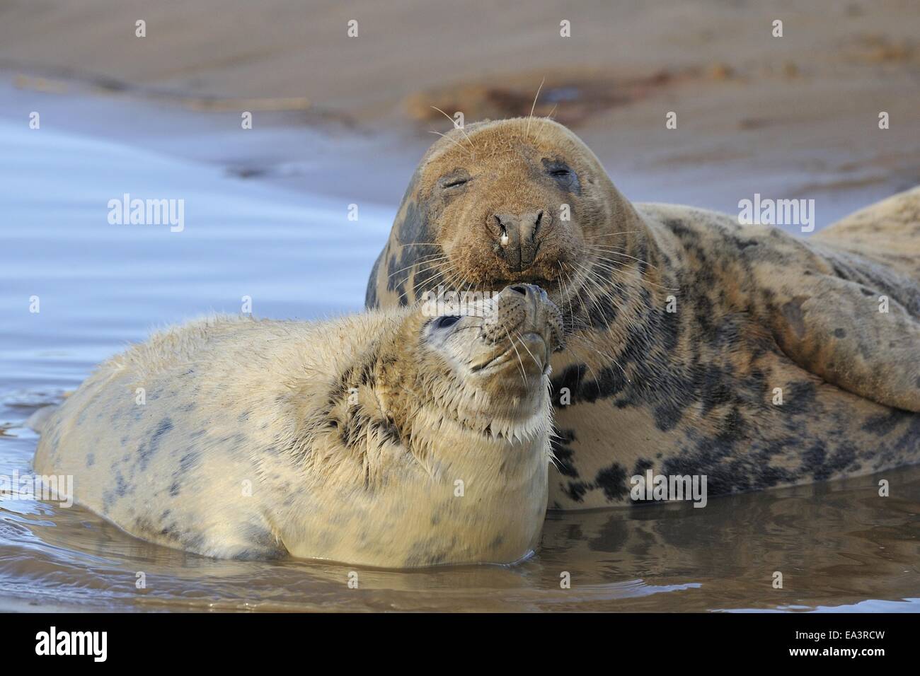 Seal lying in shallow hi-res stock photography and images - Alamy