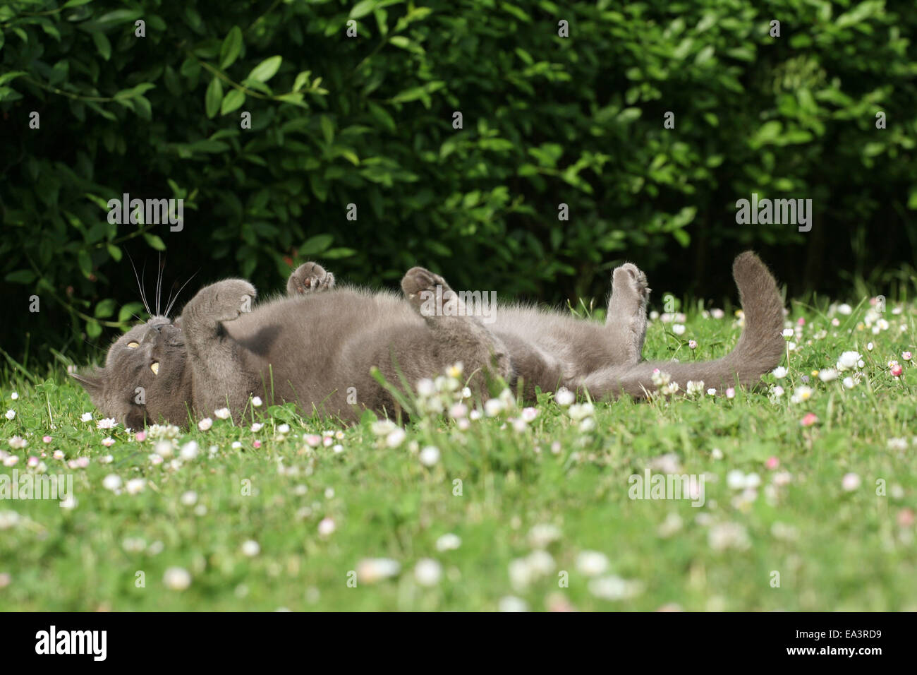Side view gray cat hi-res stock photography and images - Alamy