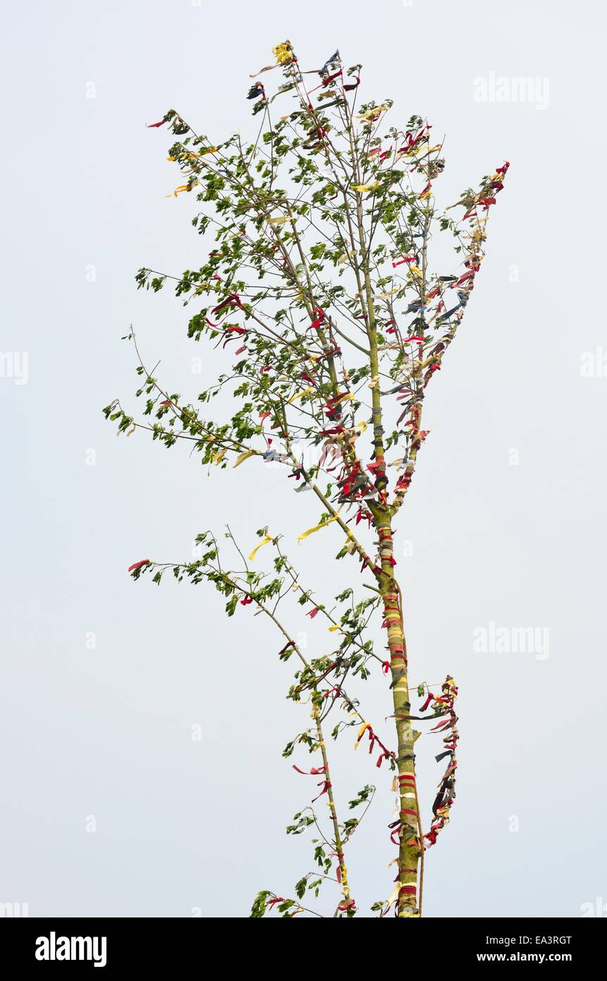 Tree for maypole Stock Photo - Alamy